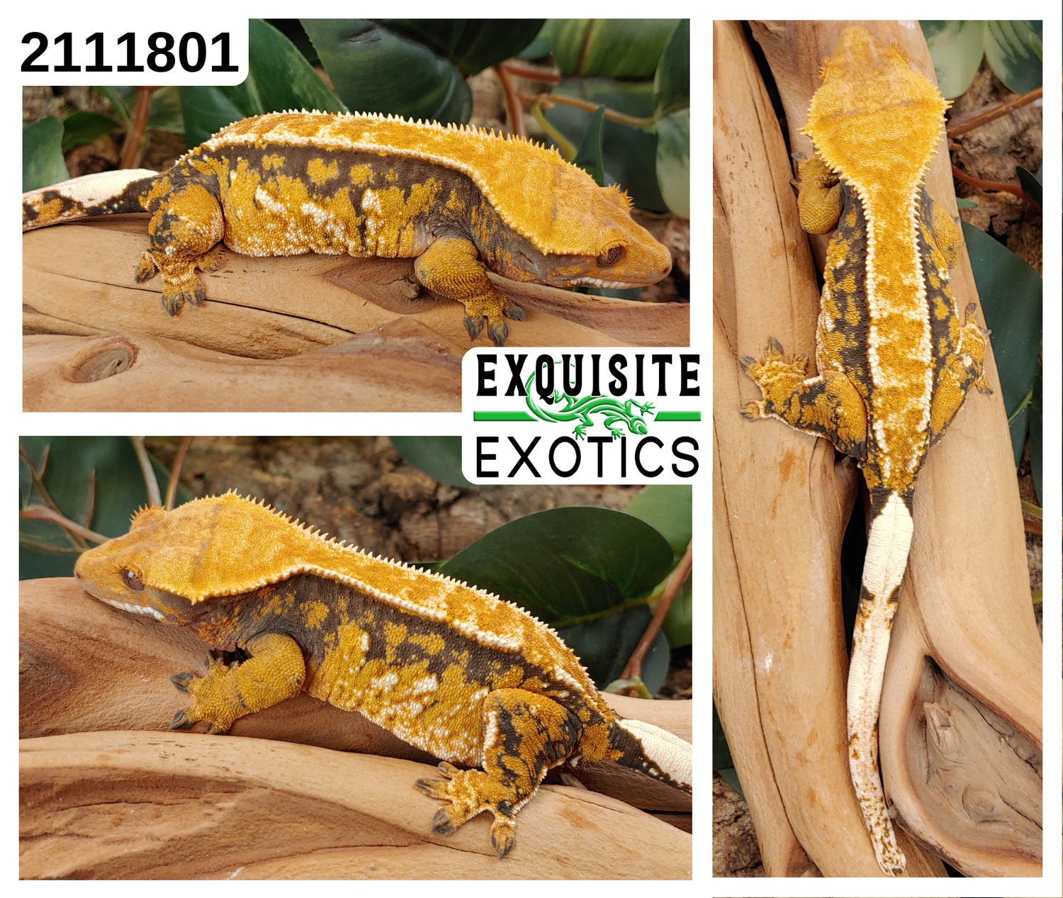 Extreme Harlequin Orange Partial Pinstripe Crested Gecko by Exquisite ...