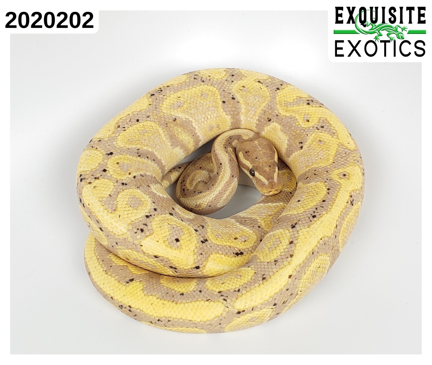 Banana DH Desert Ghost Piebald Ball Python by Exquisite Exotics LLC ...