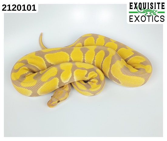 Toffino Ball Python by Exquisite Exotics LLC