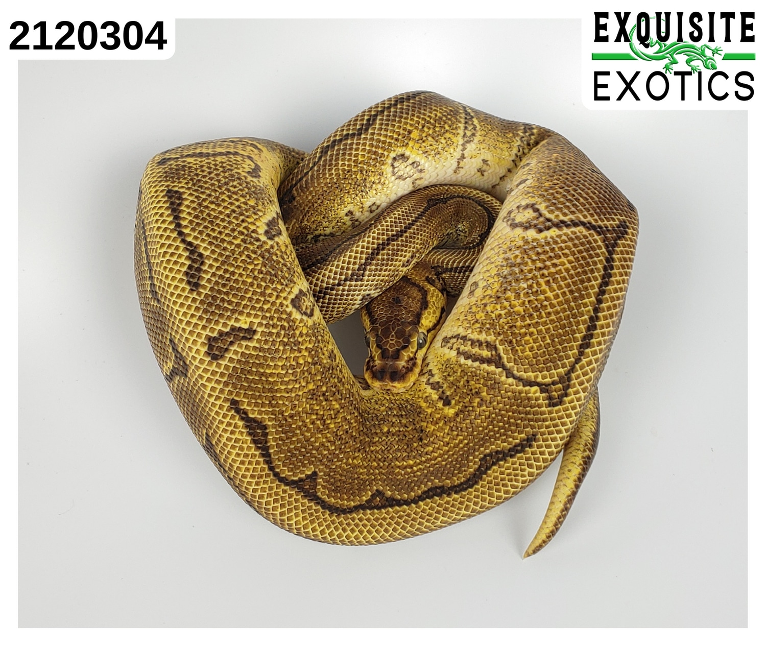 Pinstripe Poss Enchi DH Clown Desert Ghost 50% Het Piebald Ball Python ...