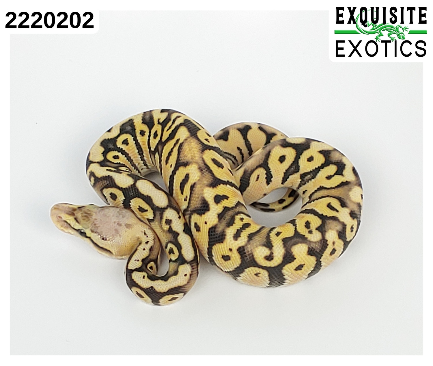 Pastel HGW Desert Ghost Ball Python by Exquisite Exotics LLC - MorphMarket