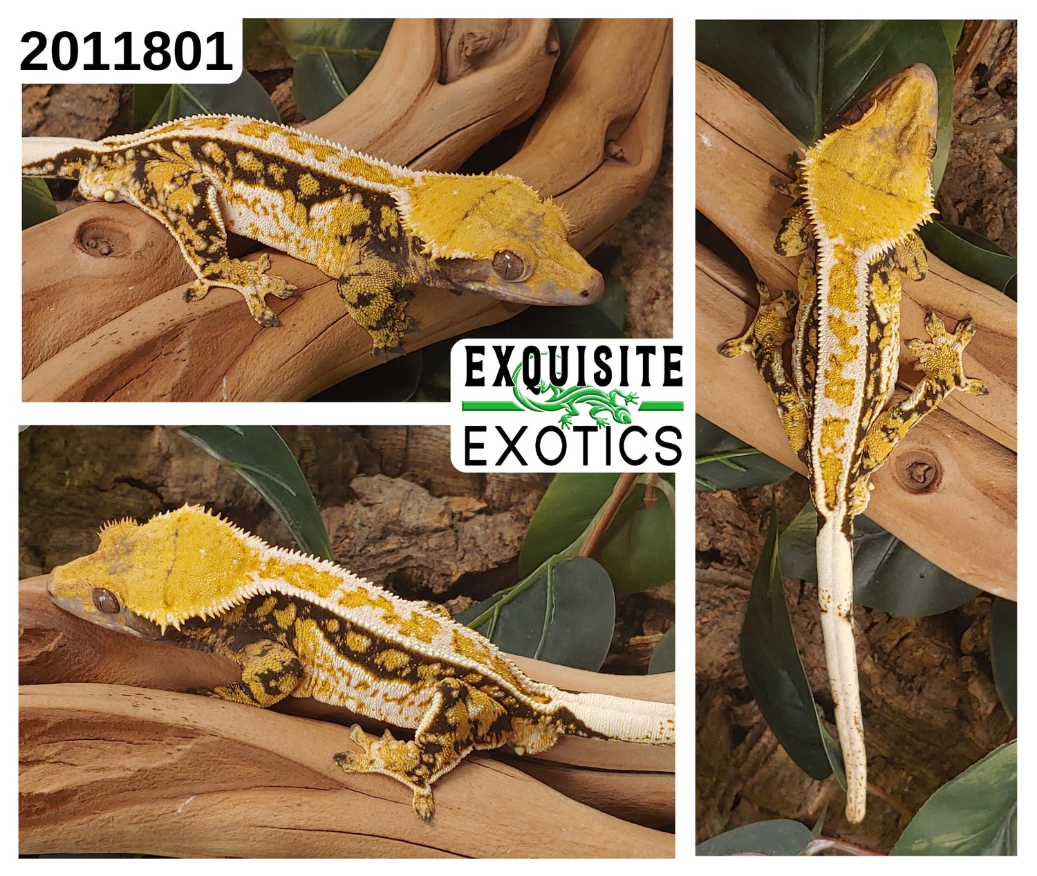 Extreme Harlequin Pinstripe Partial White Wall Crested Gecko by ...