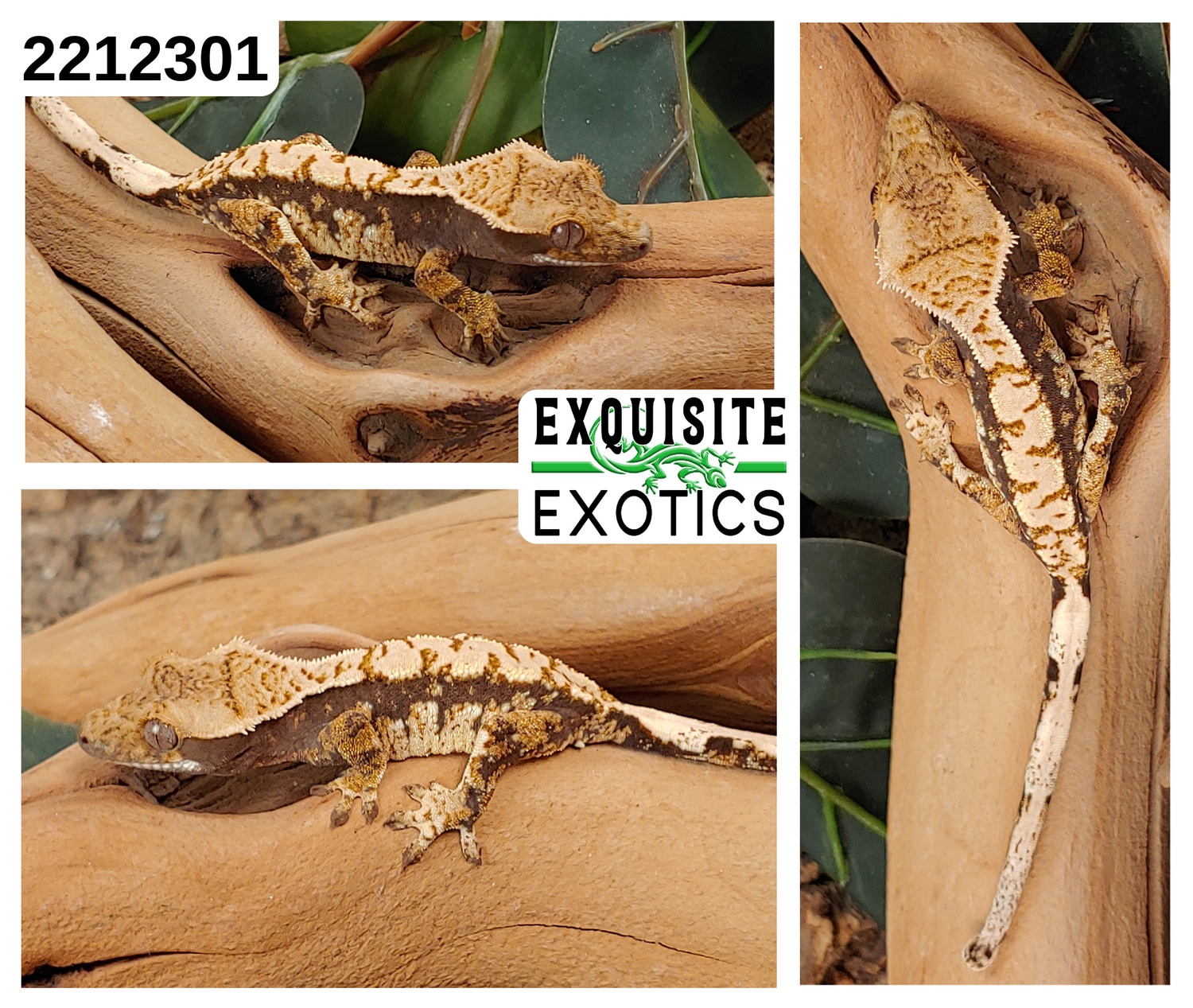 Tricolor Harlequin Crested Gecko by Exquisite Exotics LLC - MorphMarket