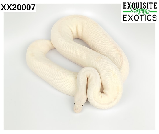 Super Fire Ball Python by Exquisite Exotics LLC