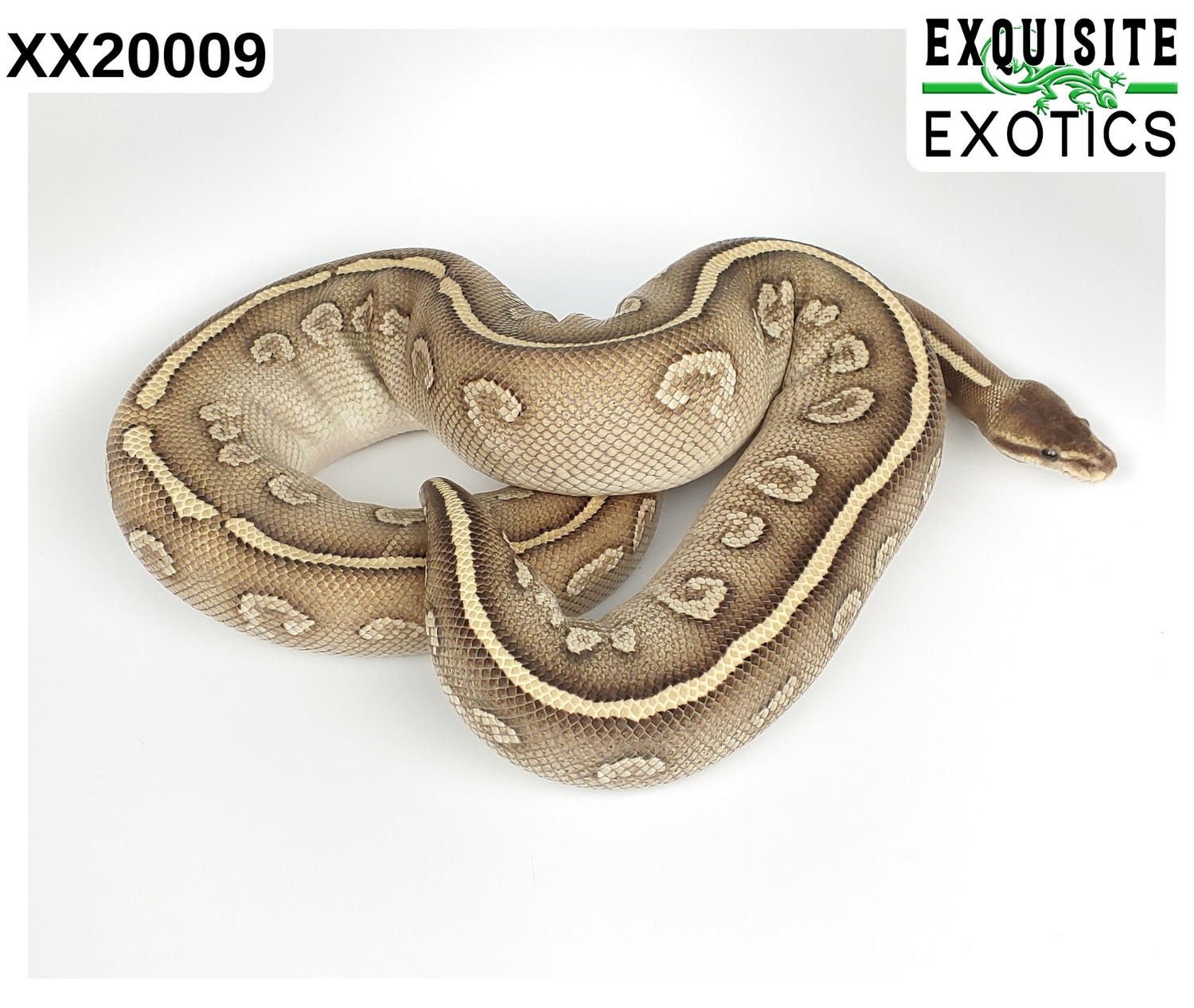Super Mystic Ball Python by Exquisite Exotics LLC - MorphMarket