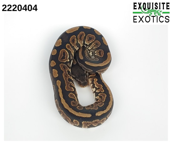 Cinnamon DH Hypo Pied Ball Python by Exquisite Exotics LLC
