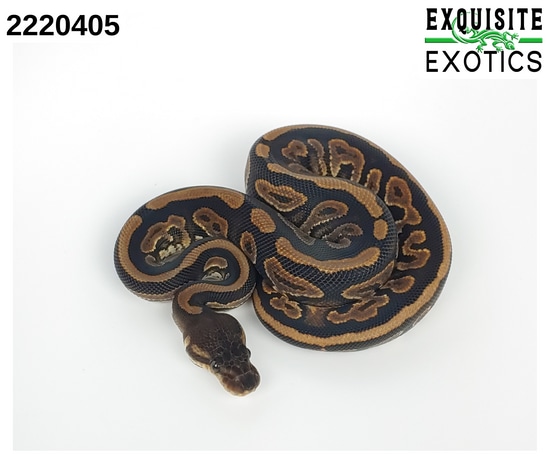Cinnamon DH Hypo Pied Ball Python by Exquisite Exotics LLC