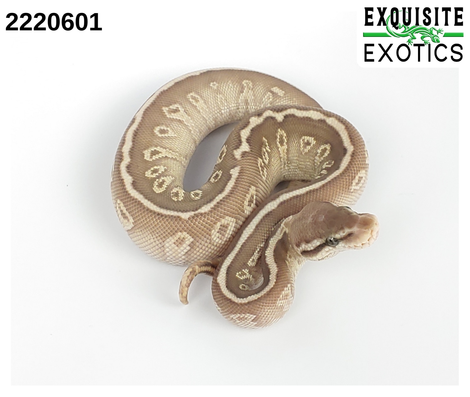 BUY 1 GET 1 50% OFF!! Pastel Soul Sucker Het Desert Ghost Ball Python ...