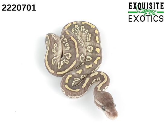 BUY 1 GET 1 50% OFF!! Super Mystic Ball Python by Exquisite Exotics LLC
