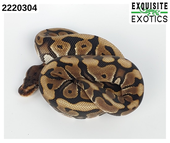 Hidden Gene Woma DH Desert Ghost Clown Ball Python by Exquisite Exotics LLC