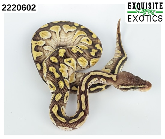 BOGO 50% OFF! Pastel Lesser Het Desert Ghost Ball Python by Exquisite ...