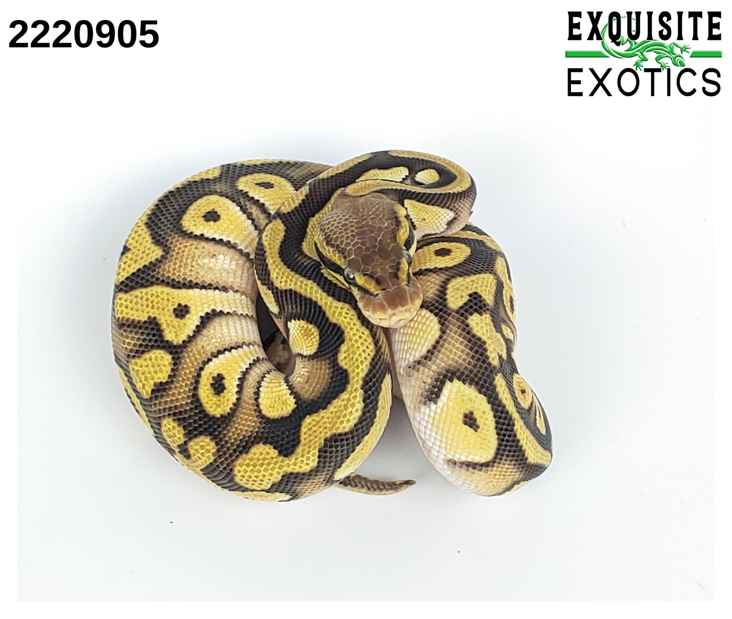 BUY 1 GET 1 50% OFF!! Mojave Orange Dream Het Desert Ghost Ball Python ...