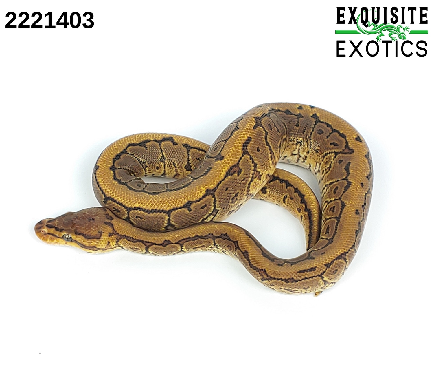 Pinstripe DH Clown Desert Ghost 50% Het Piebald Ball Python by ...