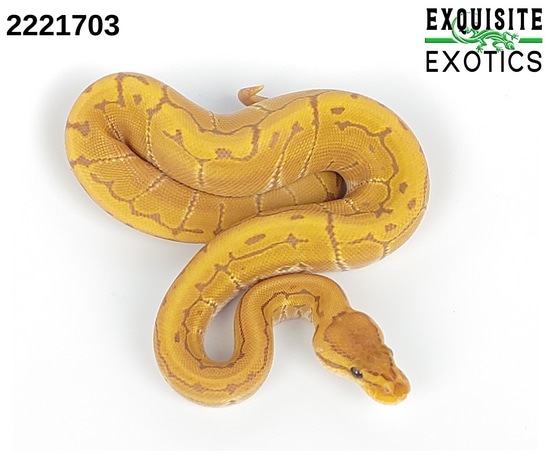 BUY 1 GET 1 50% OFF!! Pinstripe Ultramel Ball Python by Exquisite Exotics LLC