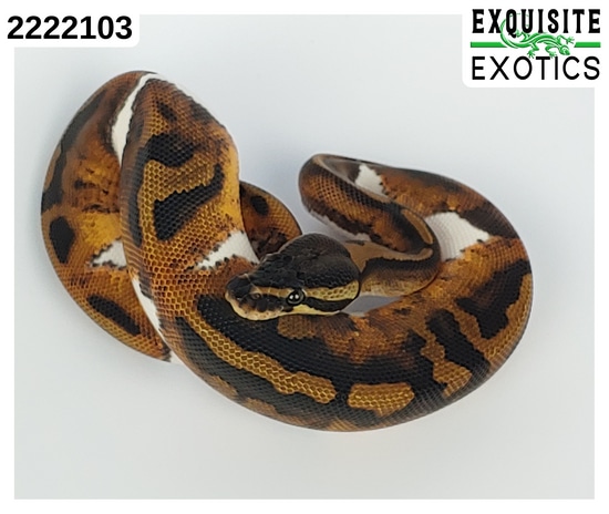 BOGO 50% OFF! Pied Het Ultramel 50% Het Hypo Ball Python by Exquisite Exotics LLC
