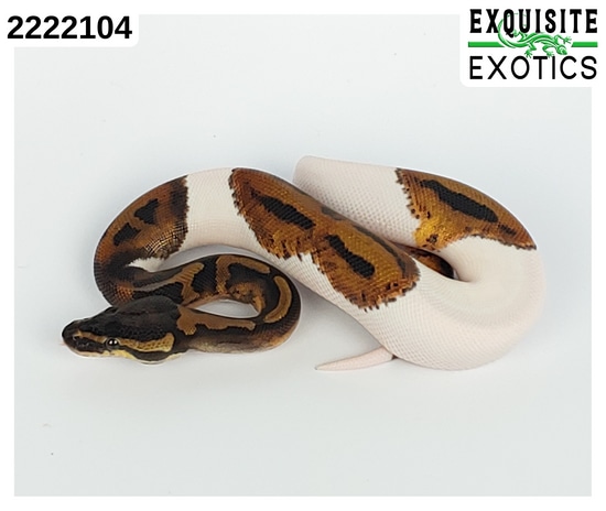 BOGO 50% OFF! Pied Het Ultramel 50% Het Hypo Ball Python by Exquisite Exotics LLC