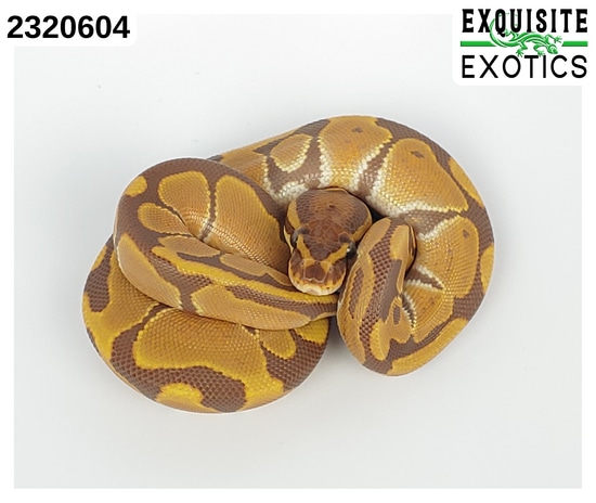 Ultramel Ball Python by Exquisite Exotics LLC
