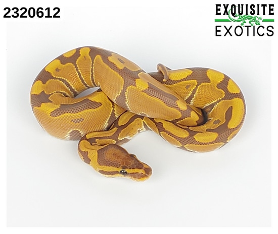 Ultramel Ball Python by Exquisite Exotics LLC
