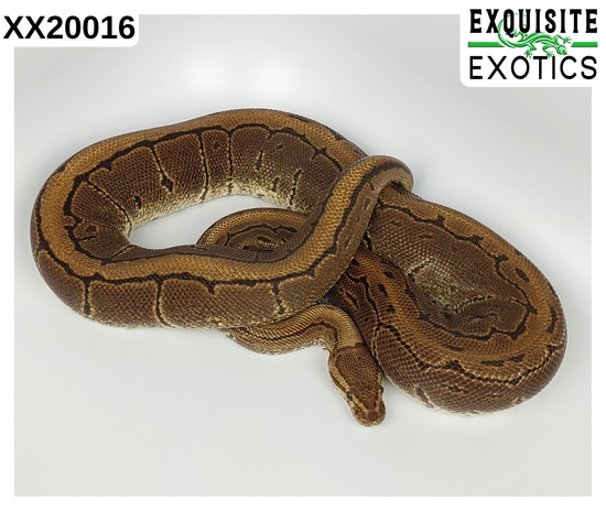 Pinstripe Het Ultramel Ball Python by Exquisite Exotics LLC