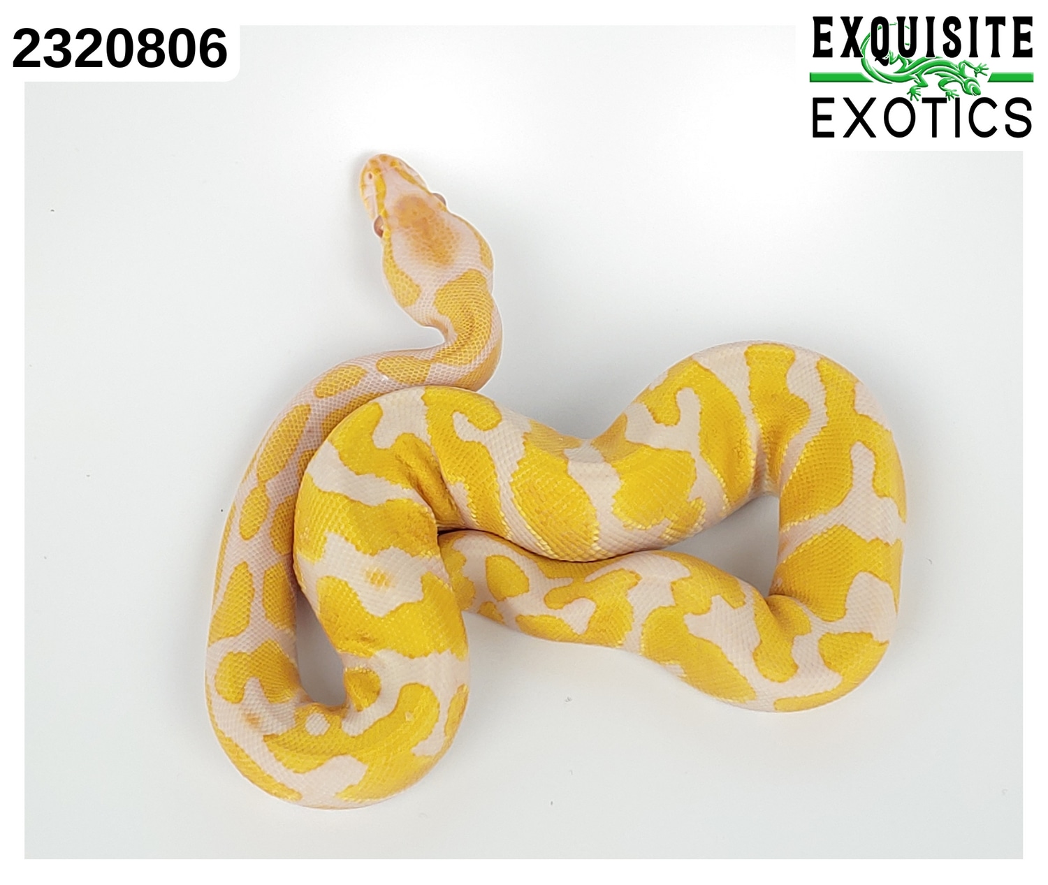 Toffino Ball Python by Exquisite Exotics LLC - MorphMarket
