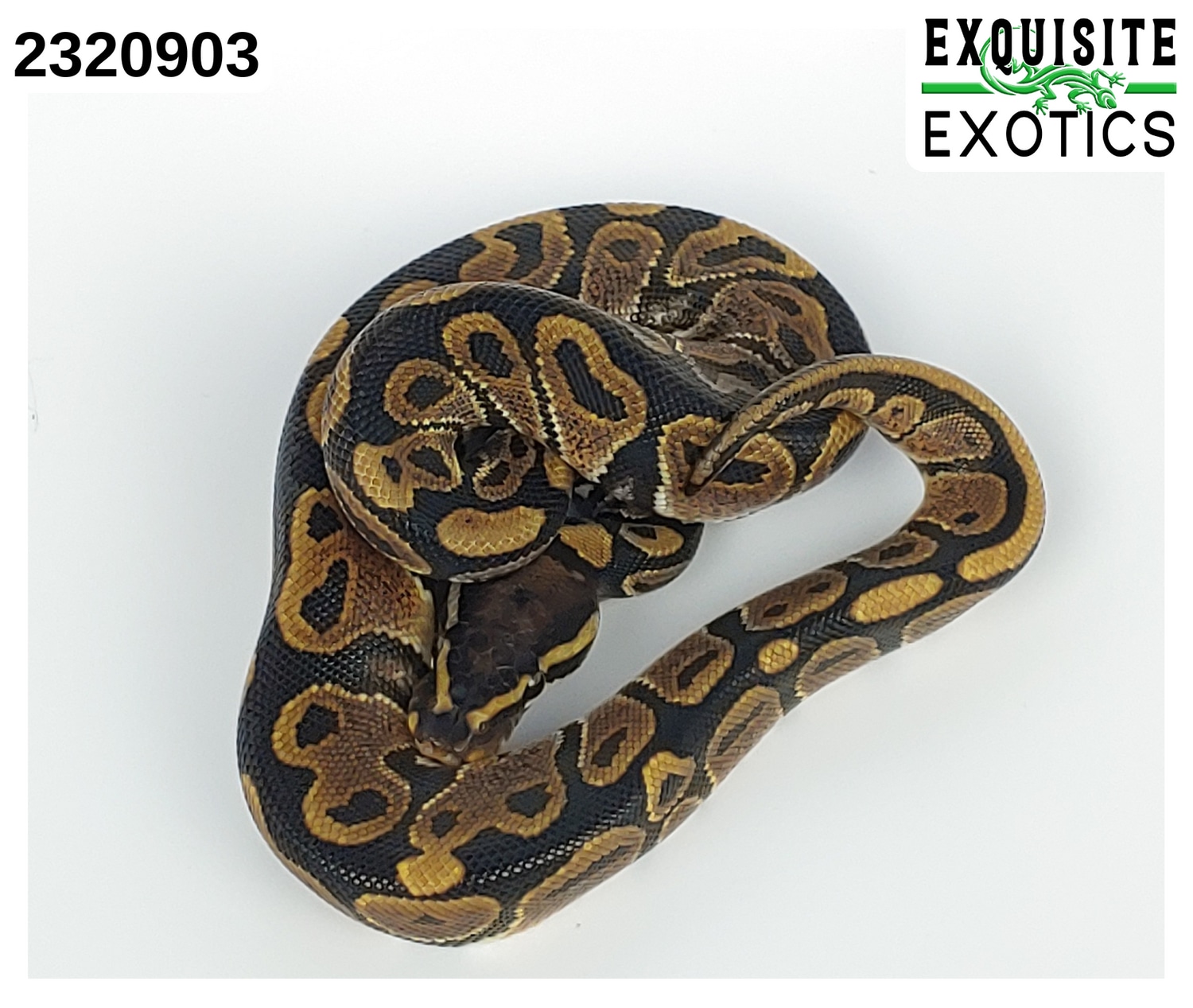 Het Ultramel 50% DH Pied Hypo Ball Python by Exquisite Exotics LLC ...