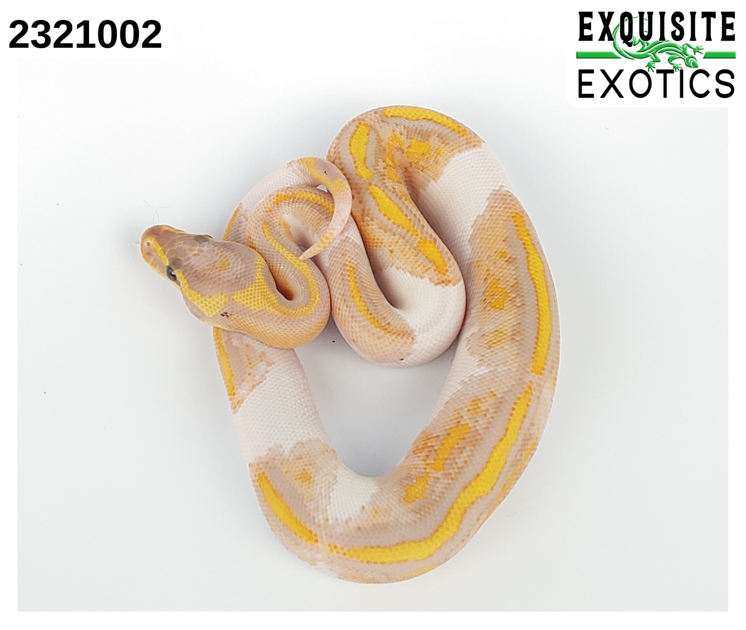 BOGO 50% OFF! Banana Pastel Yellow Belly Pied Het Desert Ghost Ball ...