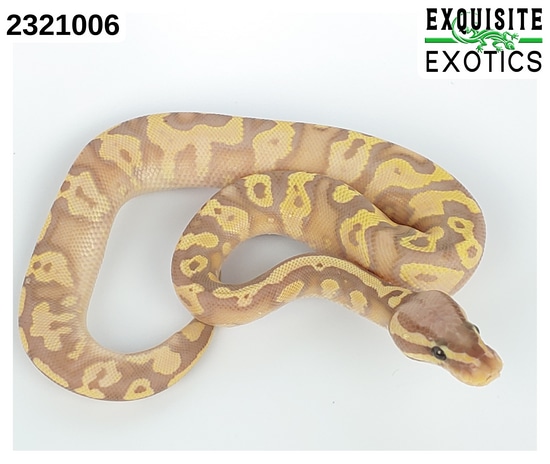 Banana Pastel Poss. Yellow Belly Het Desert Ghost 66% Het Pied Ball ...