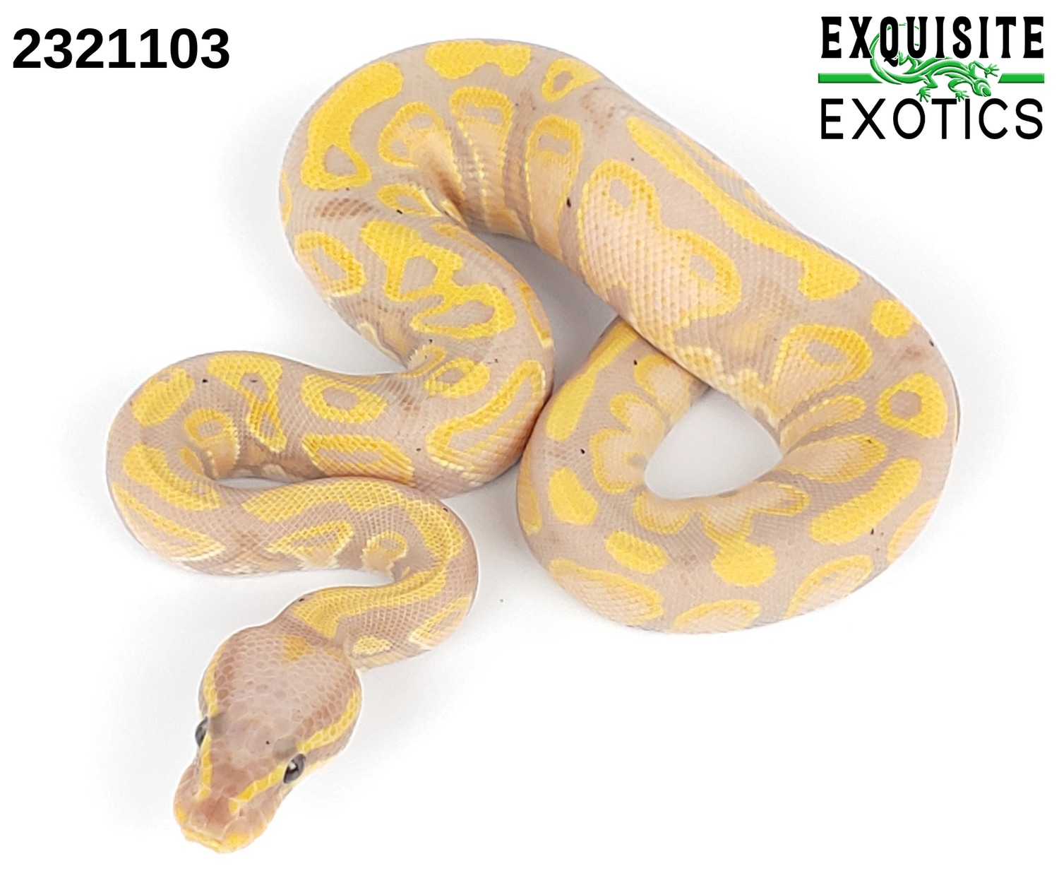 Banana Poss. Yellow Belly Het Pied 66% Het Desert Ghost Ball Python by ...