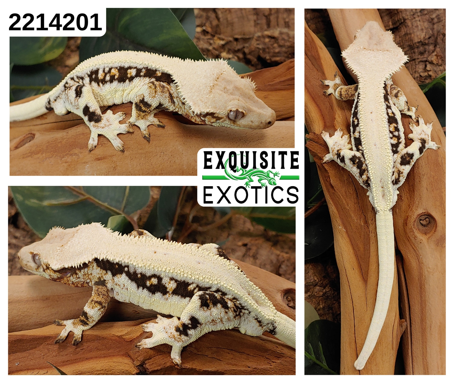 Lilly White Tricolor Crested Gecko by Exquisite Exotics LLC - MorphMarket