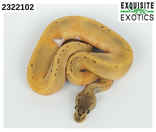 Pinstripe Desert Ghost Pied Ball Python by Exquisite Exotics LLC
