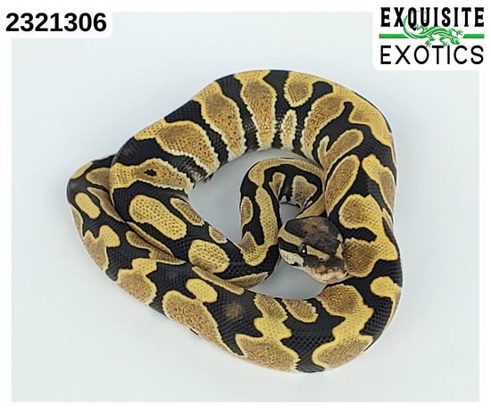 Desert Ghost 66% Het Pied Ball Python by Exquisite Exotics LLC