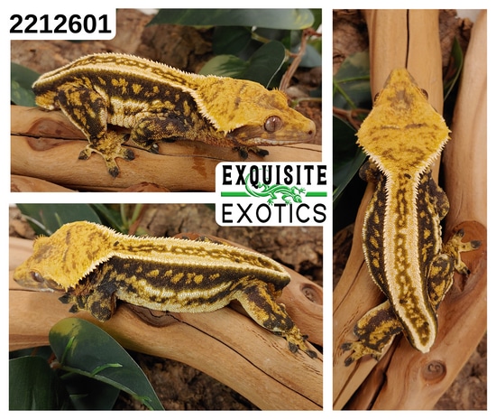 Tricolor Harlequin Super Stripe Crested Gecko by Exquisite Exotics LLC