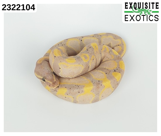 Banana Het Pied 66% Het Desert Ghost Ball Python by Exquisite Exotics LLC