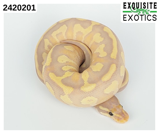 BOGO 50% OFF! Banana Mojave Pastel Yellow Belly Orange Dream Poss. Fire Ball Python by Exquisite ...