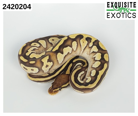 SALE!! Mojave Orange Dream Yellow Belly Ball Python by Exquisite ...