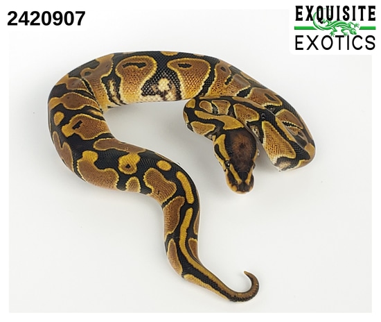 BOGO 50% OFF! DH Toffee Clown Ball Python by Exquisite Exotics LLC