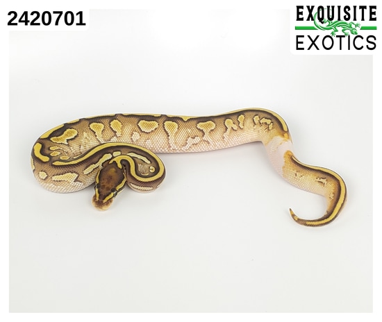 Lesser DH Pied Albino Ball Python by Exquisite Exotics LLC