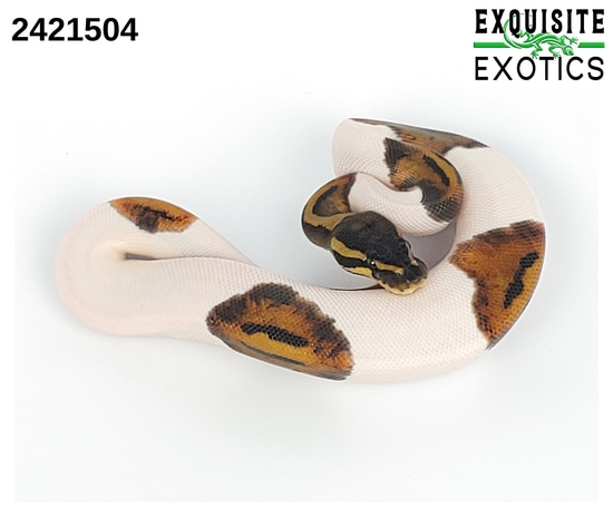 Pied Het Ultramel 50% Het Hypo Ball Python by Exquisite Exotics LLC