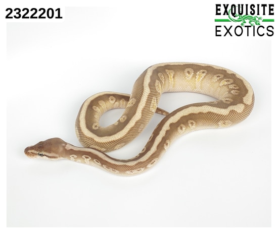 BOGO 50% OFF! Soul Sucker DH Desert Ghost Ultramel Ball Python by Exquisite Exotics LLC