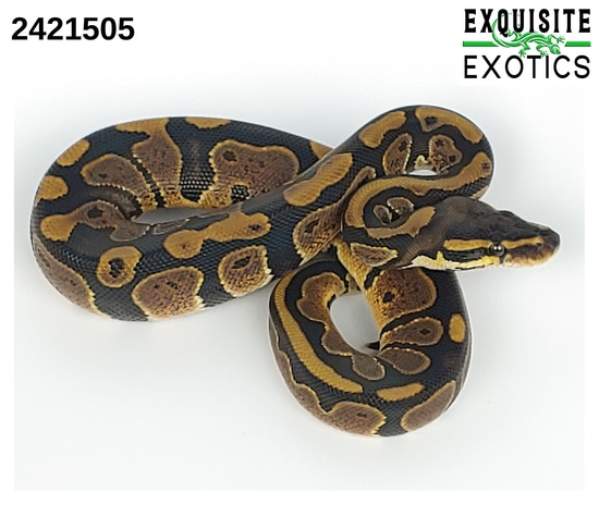 BOGO 50% OFF! DH Pied Ultramel 50% Het Hypo Ball Python by Exquisite Exotics LLC