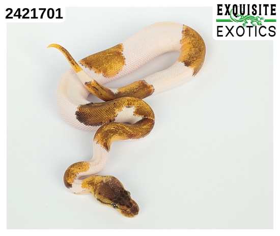 BOGO 50% OFF! Pastel Pinstripe Pied Het Desert Ghost Ball Python by ...