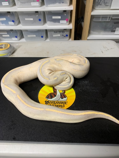 Highway Ball Python by Sunshine Pythons
