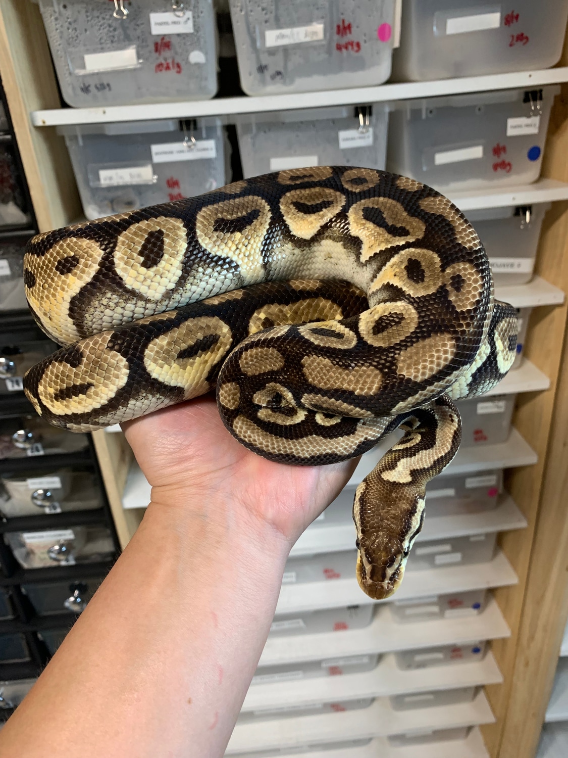 Mystic Pastel Female Ball Python by Sunshine Pythons - MorphMarket