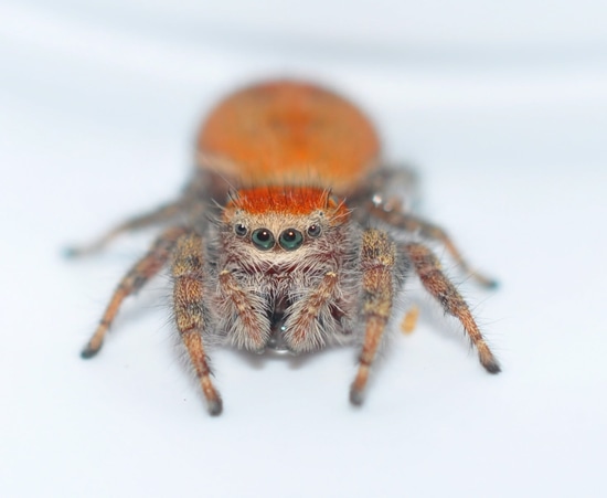 Cardinal Jumping Spiders by ExtremeHogs/Fuzzy8
