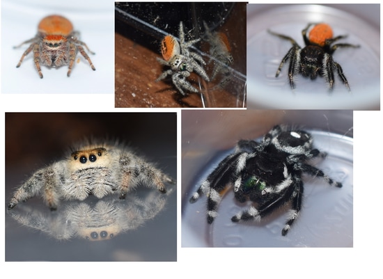 Jumping Spider Package Texas,Cardinal,Bold,Regal!! Homes Included!! by ...