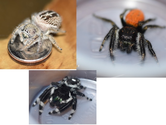 Bold And Texanus Jumping Spider Package by ExtremeHogs/Fuzzy8