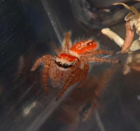 Cardinals Jumping Spider by ExtremeHogs/Fuzzy8
