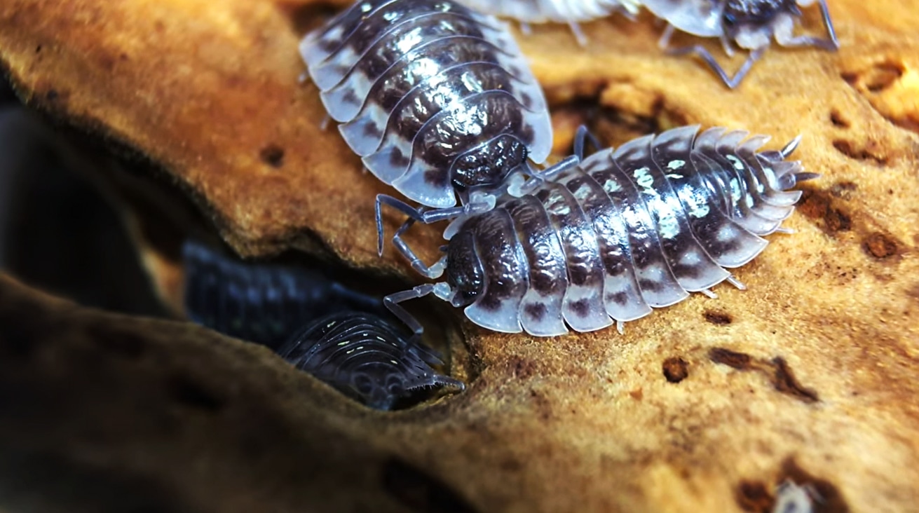 Oniscus Asellus 20x, Detritivore, Vivarium Cleanup-crew, CB Culture ...