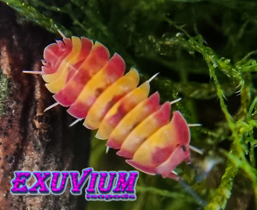 EXUVIUM isopods's Collection - MorphMarket