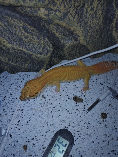 Super Giant Blood Bell Het Radar Leopard Gecko by Tripi's Gecks and Scales